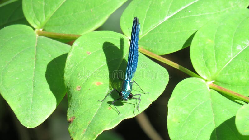 Dragonfly on the Leaves of a Plant in the Bush with Front View Stock ...