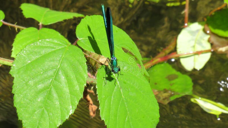 Dragonfly on the Leaves of a Plant Over Water in the Bush with Front ...