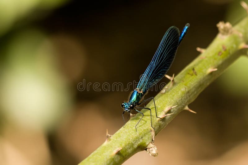 Dragonfly - Libellula 300dpi Stock Image - Image of diagonal, diagonale ...