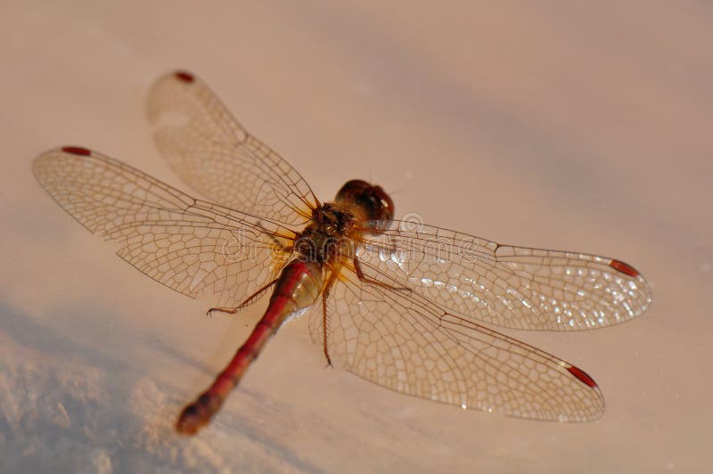 Dragonfly and Light stock photo. Image of closeup, wing - 172163686