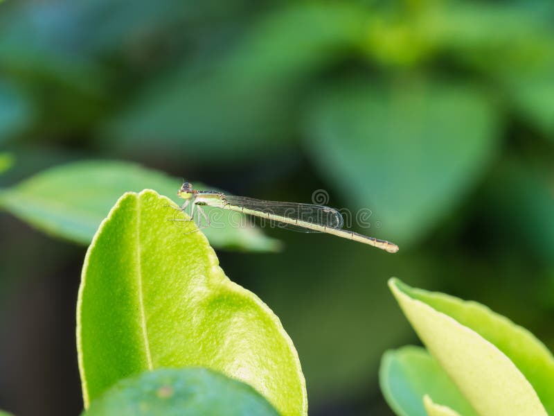 Dragonfly on a Lime Leaf stock image. Image of fresh - 83270059