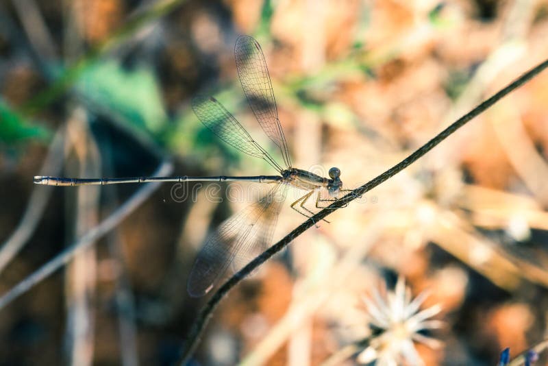 Dragonfly stock image. Image of closeup, delicate, life - 65797651