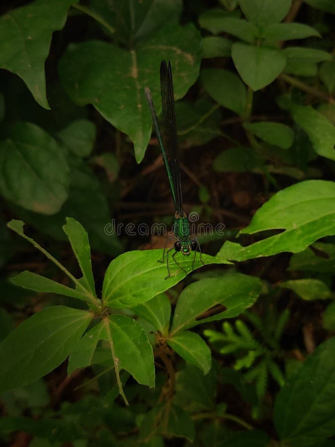 A dragonfly look forward stock image. Image of flower - 198085961