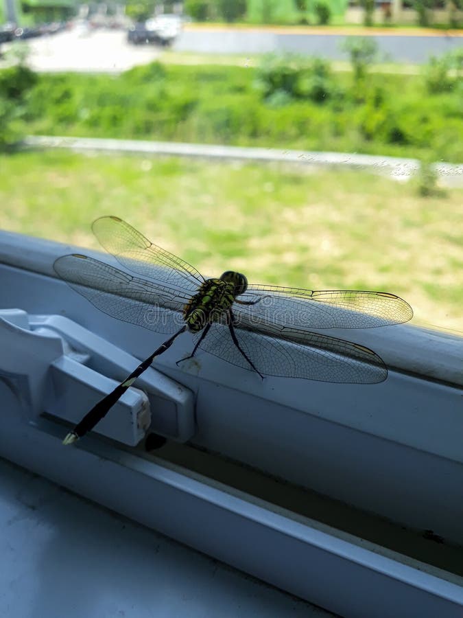 Dragonfly looking at you! stock photo. Image of dragon - 78505628