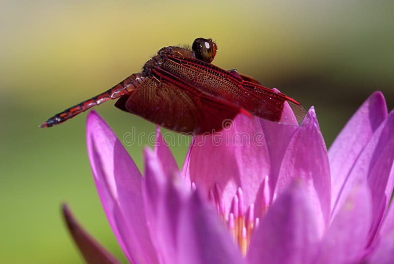 Dragonfly on lotus bud stock image. Image of water, pink - 5856743