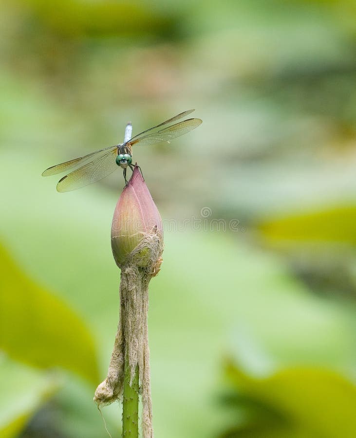 A Dragonfly on Lotus Bud stock image. Image of season - 7312339