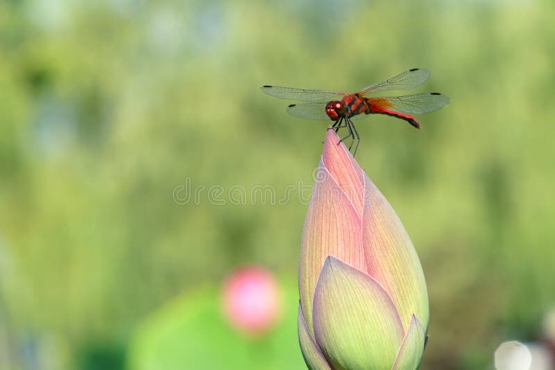 Dragonfly on Lotus bud stock photo. Image of meditation - 37663214