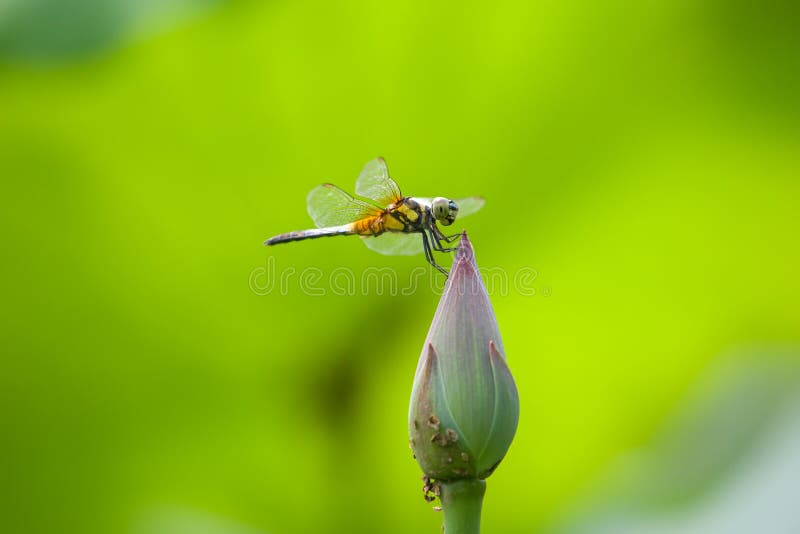 Dragonfly on lotus flower stock image. Image of blossom - 73400627