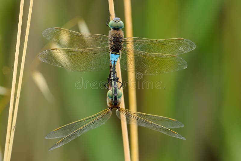 Dragonfly love stock photo. Image of eyes, wings, dragon - 17113170
