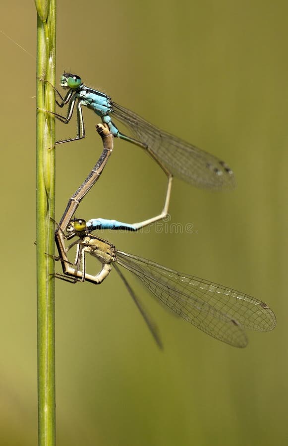 Dragonfly love stock photo. Image of damselfly, blue - 24806782