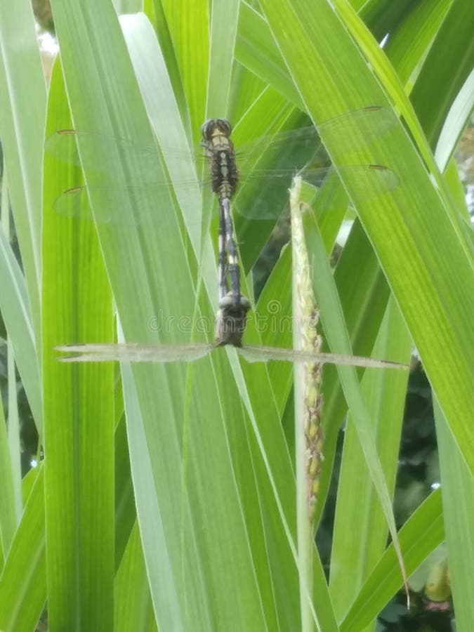 Dragonfly in Love between Rice Plants Stock Photo - Image of plants ...