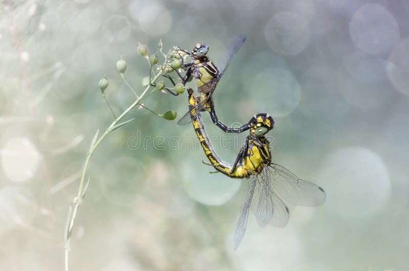 Dragonfly love stock photo. Image of sitting, closeup - 157779772