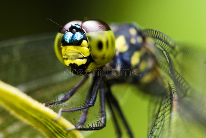 Dragonfly Macro stock photo. Image of bumble, detail, arthropod - 8471676