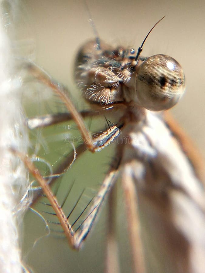 Dragonfly stock photo. Image of eyes, insect, closeup - 82146724