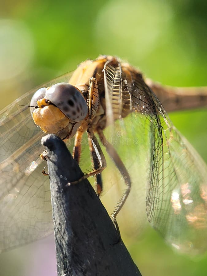 Dragonfly macro stock photo. Image of nature, macro - 253378814