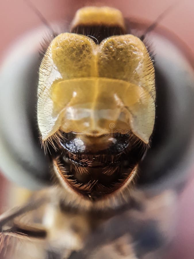 Macro dragonfly stock photo. Image of nature, animal - 138464828