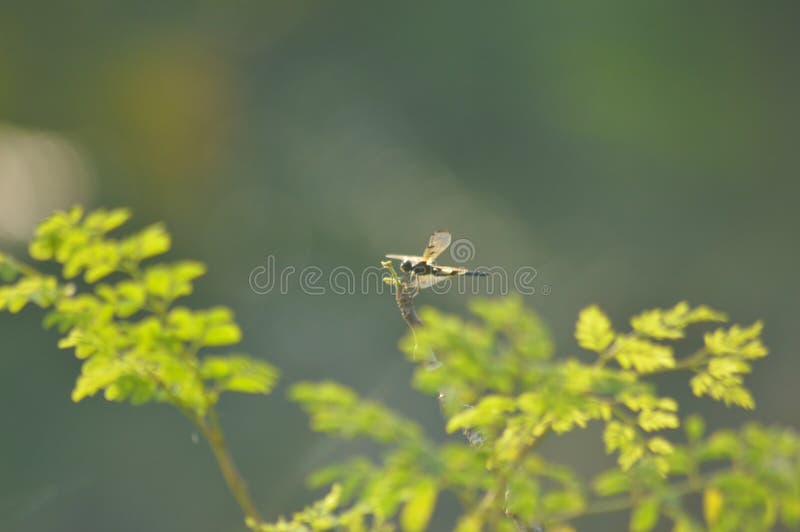 Dragonfly Macro Photography Stock Image - Image of plant, invertebrate ...