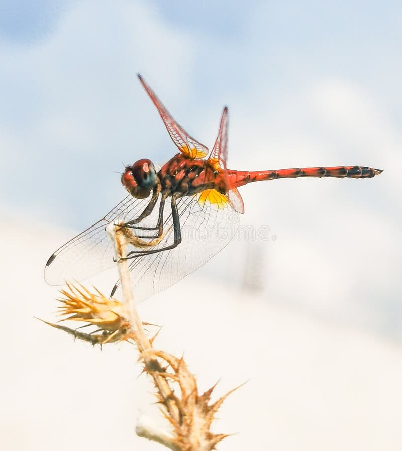 46,155 Dragonfly Macro Stock Photos - Free & Royalty-Free Stock Photos ...