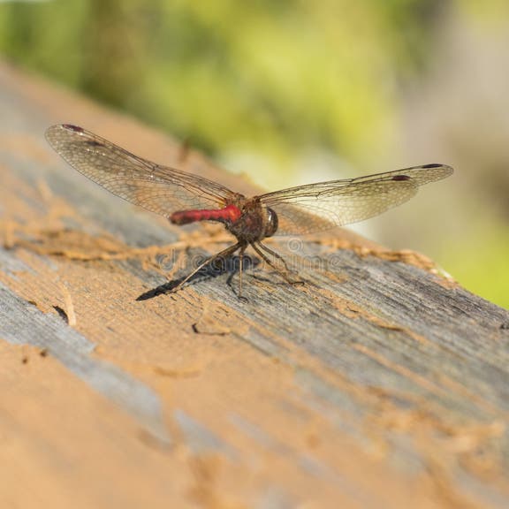 Dragonfly stock image. Image of insect, deck, winged - 50437837