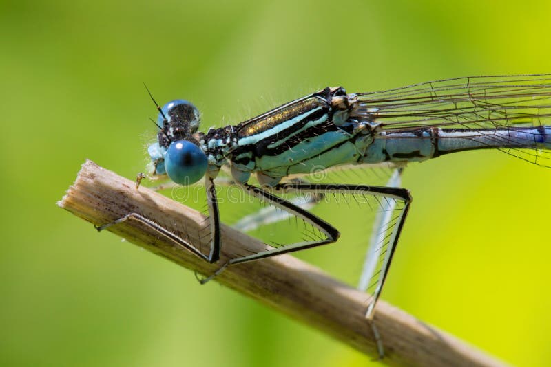 Dragonfly. Macro stock image. Image of dragonfly, wildlife - 32046399