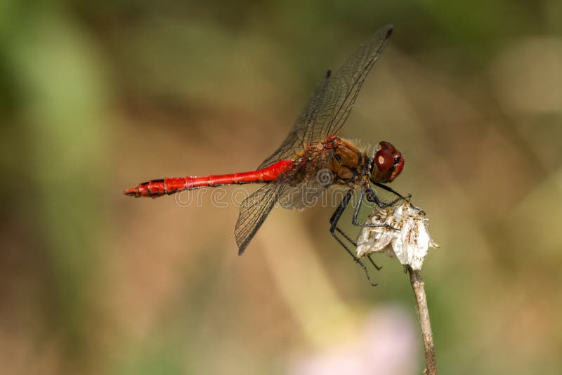 109 Dragonfly Attack Stock Photos - Free & Royalty-Free Stock Photos ...