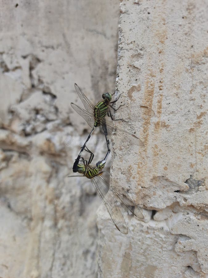 Dragonfly making love stock image. Image of afternoon - 287651059
