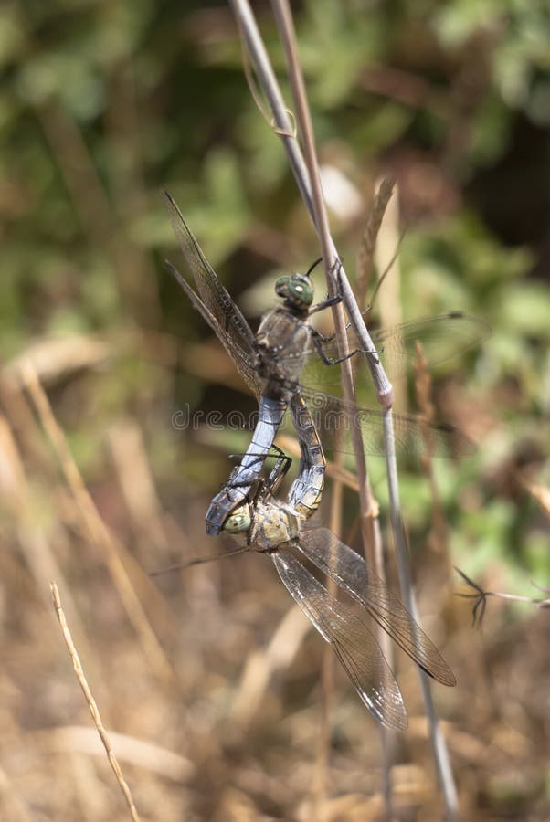 Dragonfly mating stock photo. Image of buzz, closeup - 26625842