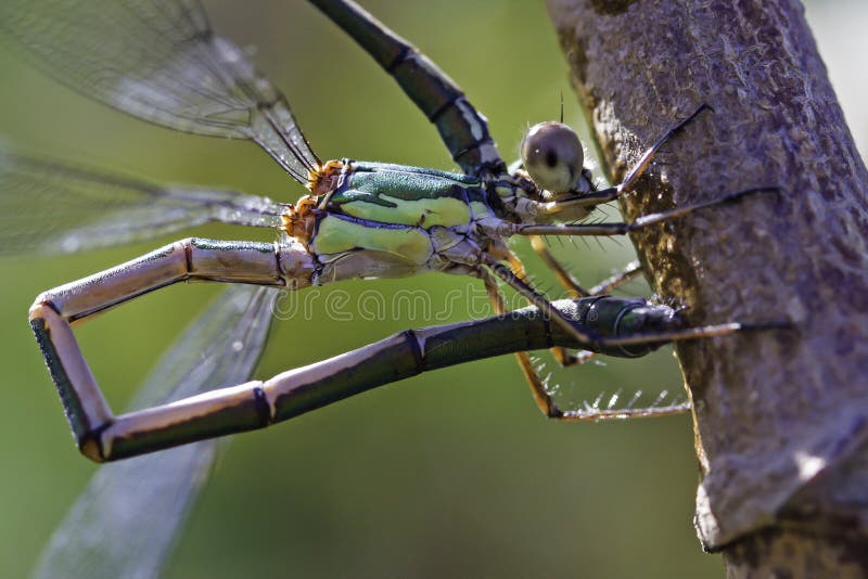 Dragonfly mating stock photo. Image of mating, fragile - 26866028