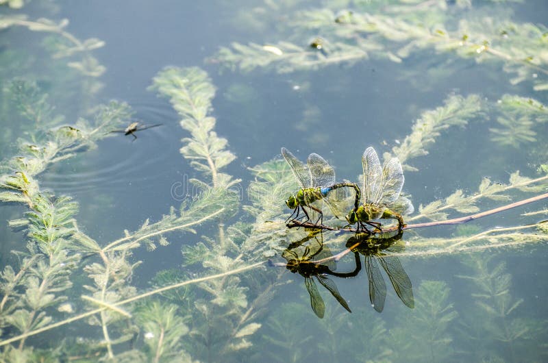 Dragonfly is Mating and Laying Eggs Stock Image - Image of oviposition ...
