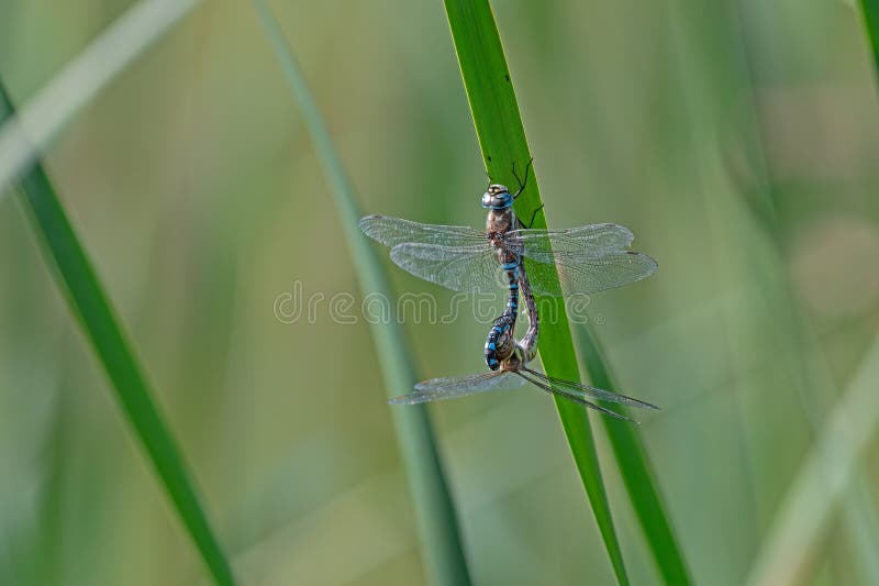 Dragonfly Mating on a Reed Plant Stock Image - Image of beauty, darter ...