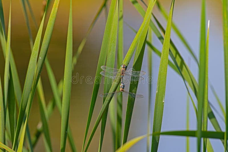 Dragonfly Mating on a Reed Plant Stock Photo - Image of dragonflies ...