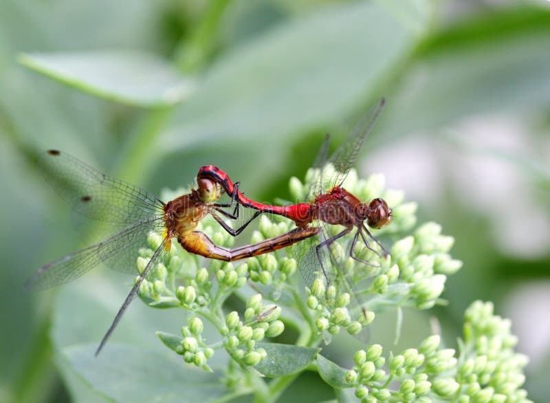 Damselfly and Dragonfly stock photo. Image of mesh, collection - 6180440