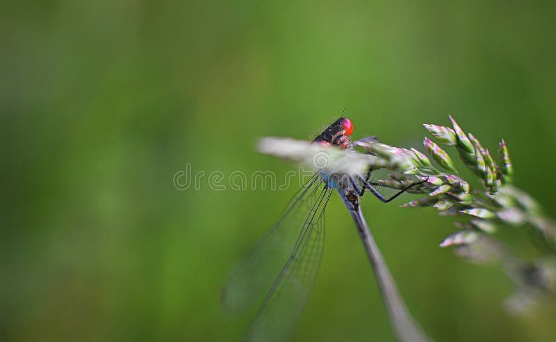 Dragonfly stock photo. Image of macro, leaf, summer, nature - 90479868