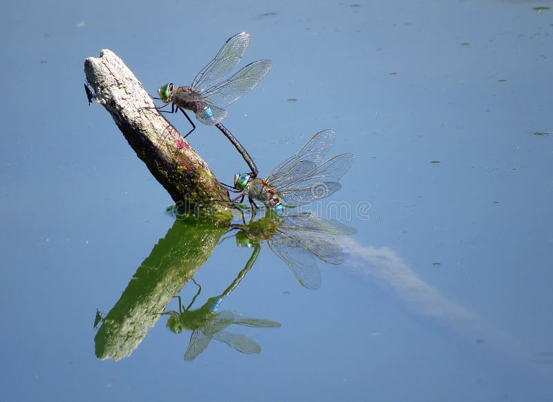 Dragonfly in the mirror stock image. Image of love, loving - 96032687