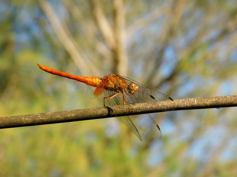 Dragonfly stock image. Image of beauty, dragonfly, capung - 88262649