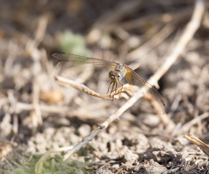 Dragonfly in nature. macro stock photo. Image of jaws - 104185740