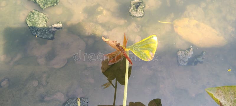 Dragonfly on a Nature Near the River at Natural Wildlife Stock Image ...