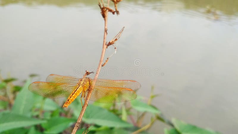 Dragonfly near the river stock image. Image of blossom - 141084075