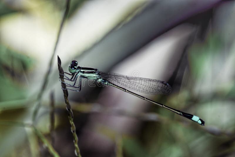 Dragonfly needle stock image. Image of needle, blur - 153795845