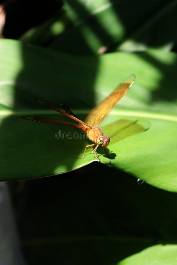 Coconut Leaf and dragonfly stock illustration. Illustration of nature ... Coconut Leaf and dragonfly stock illustration. Illustration of nature ...