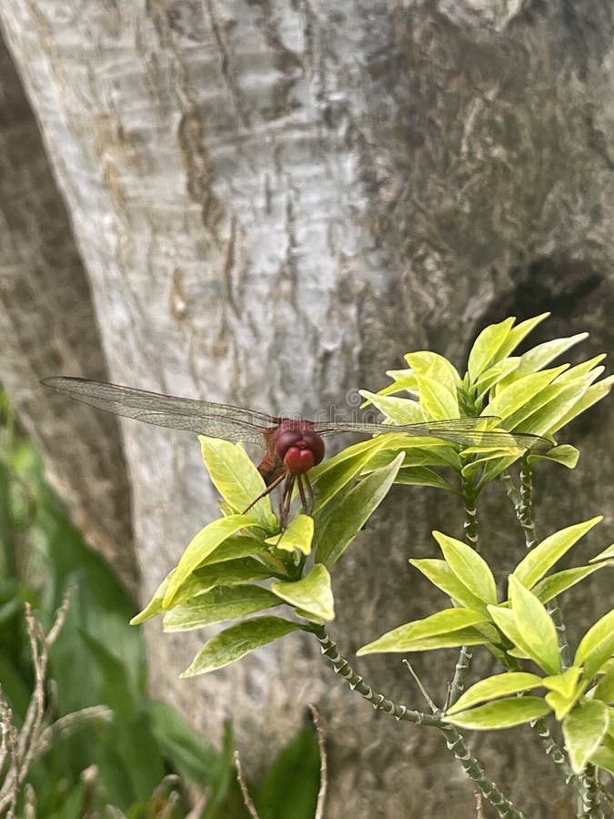 Dragonfly stock photo. Image of neurothemis, capung - 265098814