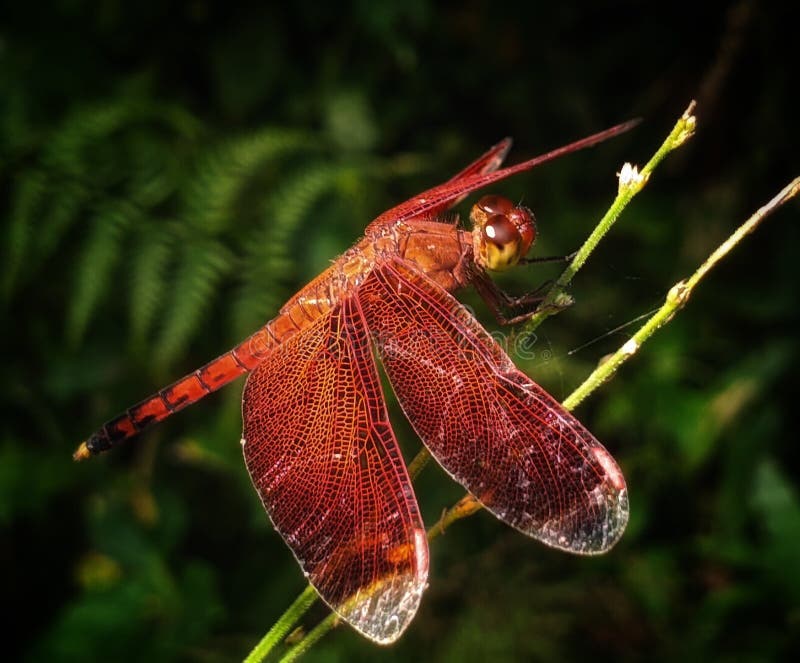 Dragonfly (Neurothemis Terminata) Has a Red Color Stock Photo - Image ...