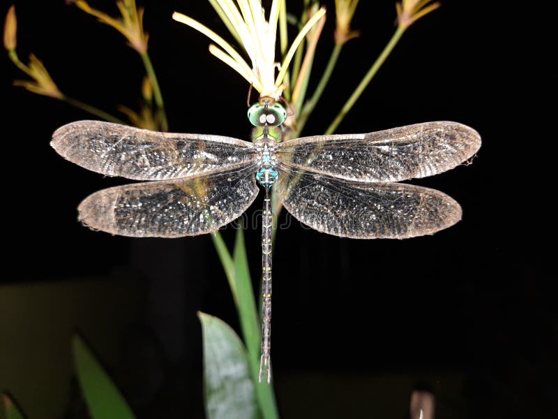 Dragonfly at Night in Backyard Captured with Handphone Camera and ...
