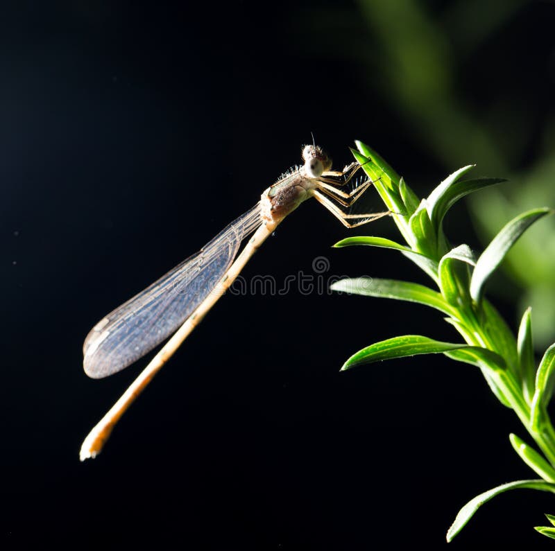 Dragonfly Night Blue in Grass Stock Image - Image of nature, fragile ...