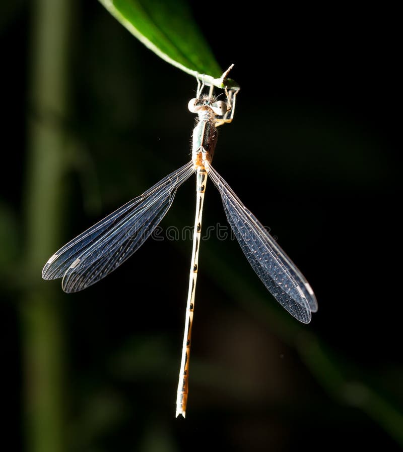 Dragonfly night. macro stock photo. Image of natural - 101375670