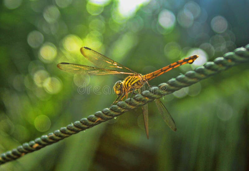Dragonfly stock image. Image of insect, nature, flying - 54603971