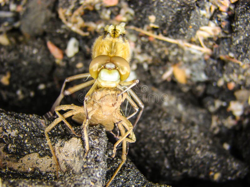Dragonfly nymph stock image. Image of backgrounds, wildlife - 57617883