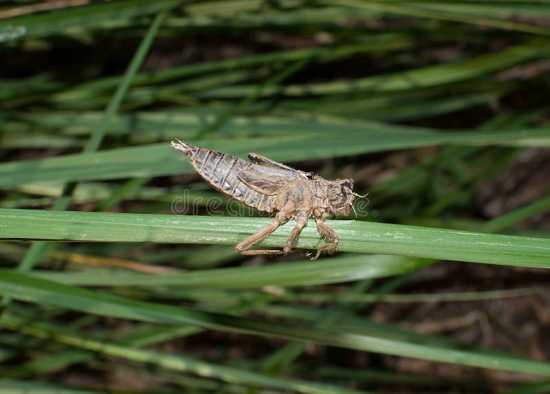 Dragonfly Nymph Pupa Shell on a Grass Stock Image - Image of emerging ...