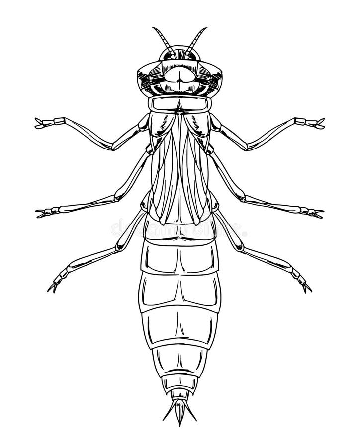 Dragonfly nymph stock illustration. Illustration of immature - 33356923
