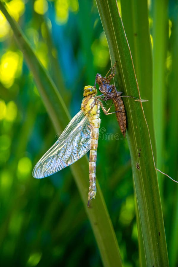 Dragonfly Emerging From Naiad State Stock Image - Image of macro ...